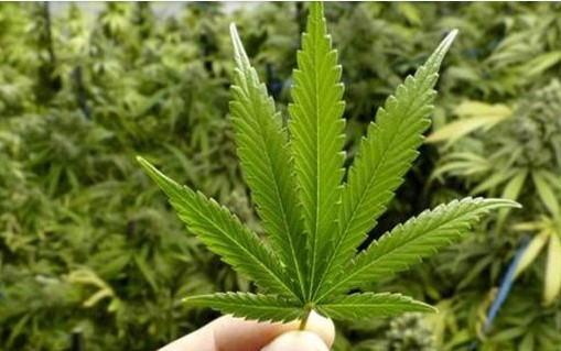 Bulan Depan, Thailand Bagi Sejuta Bibit Ganja kepada Warganya Gratis ...